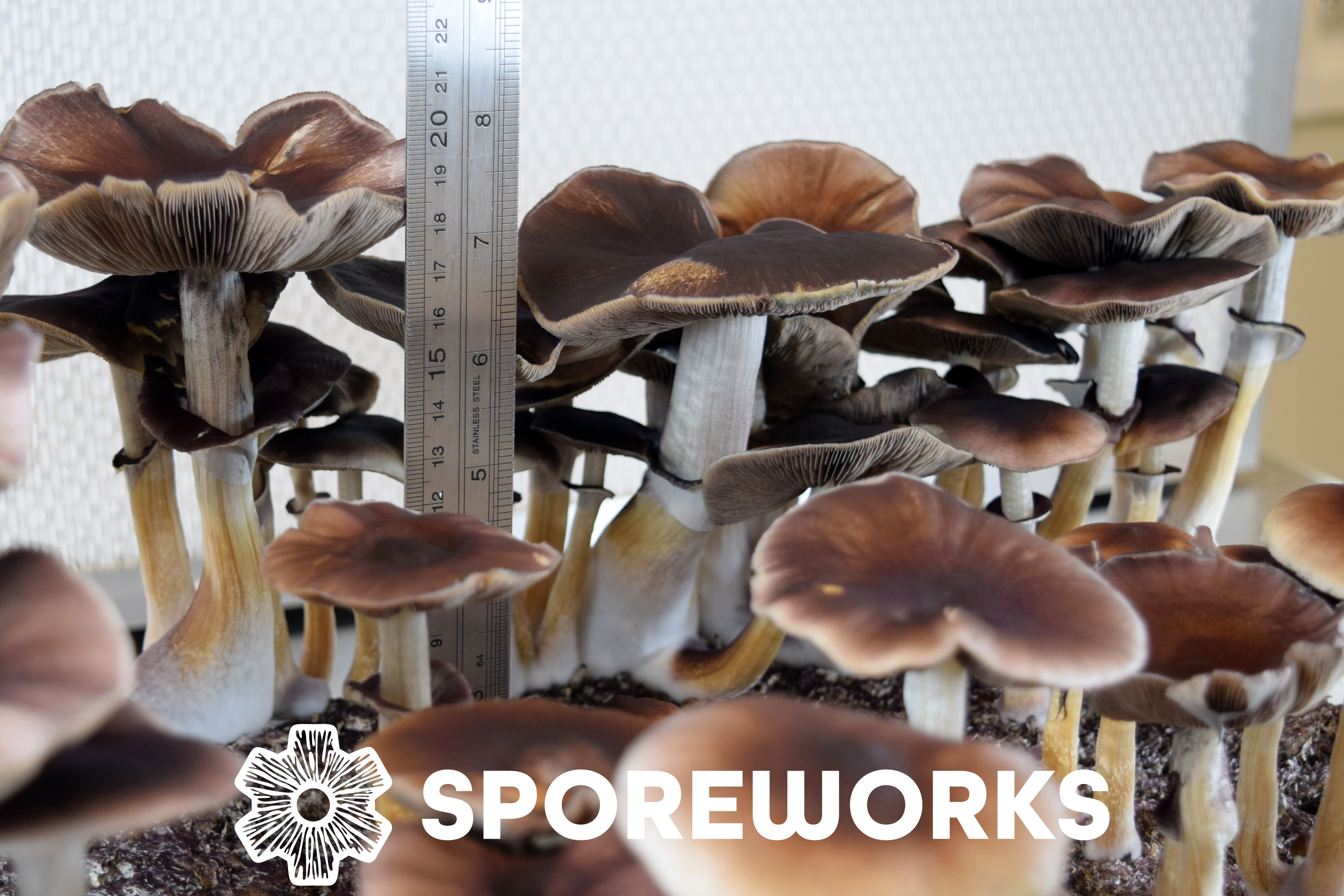 Sporeworks.com Sporeworks.com